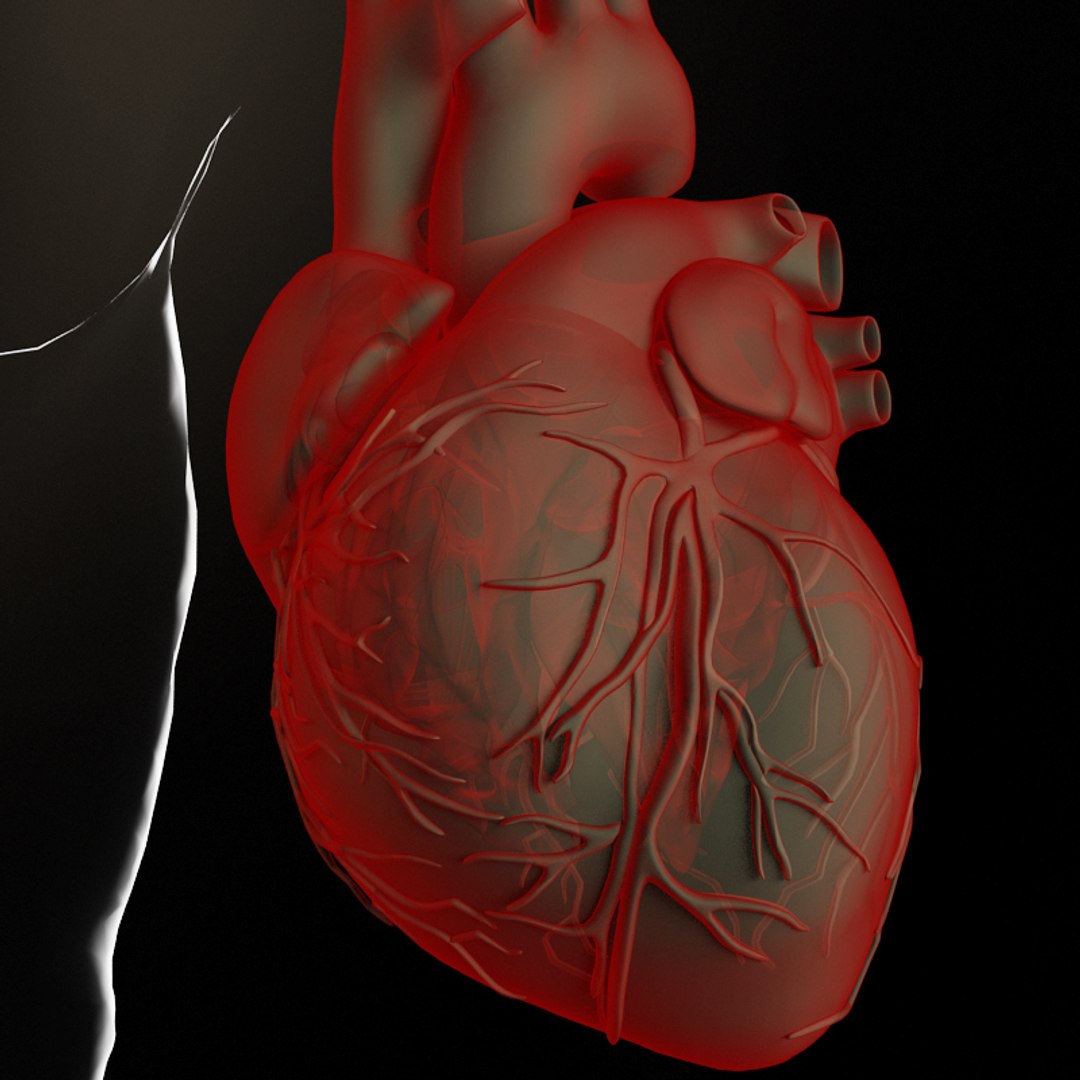 3d Model Heart Body Human
