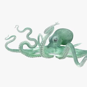 Octopus 3D Models for Download | TurboSquid