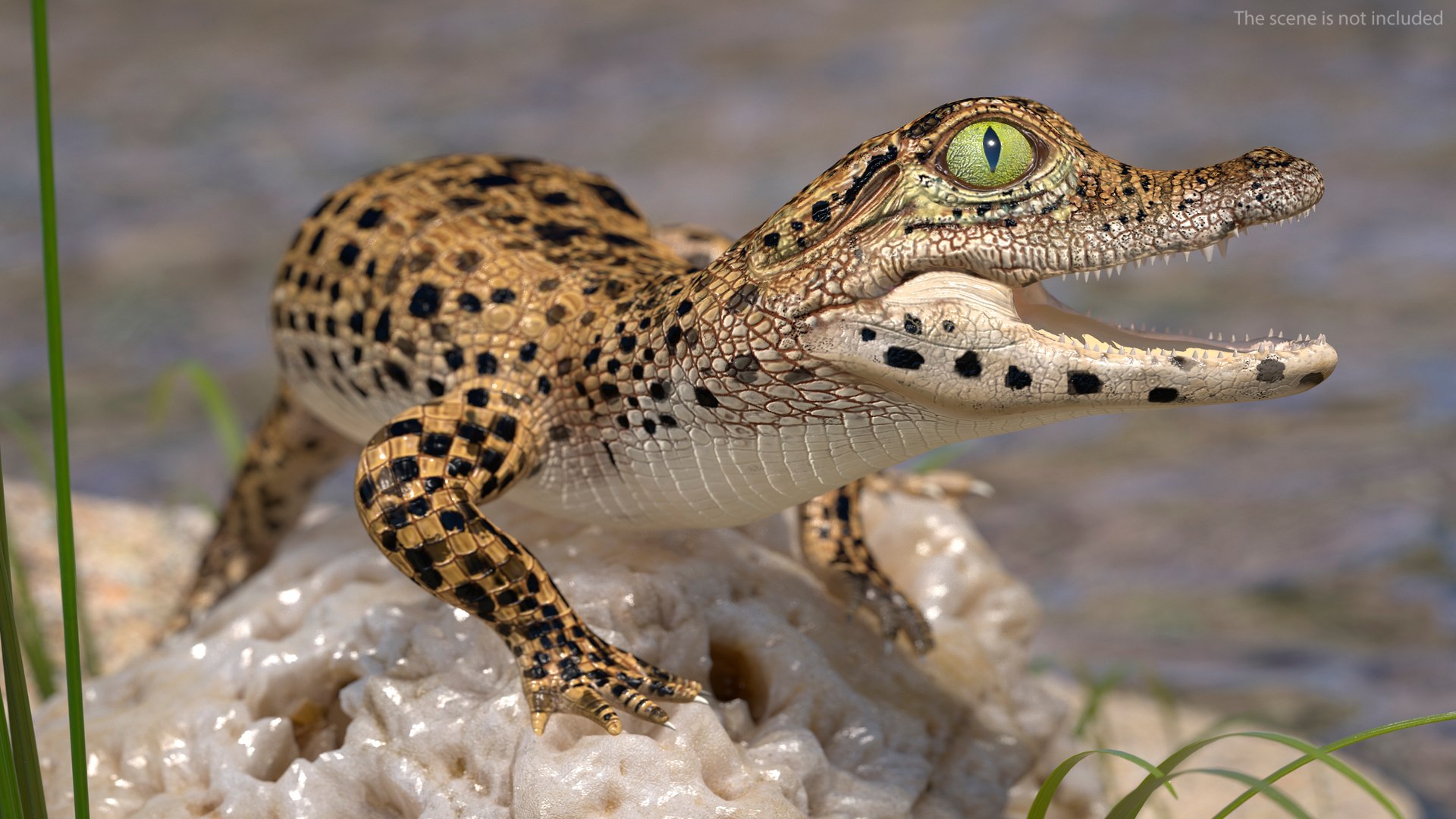 3D Baby Crocodile Natural Environment Model - TurboSquid 1891310
