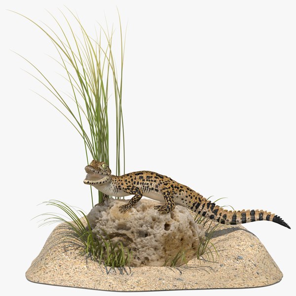 Free 3D Crocodile Models | TurboSquid