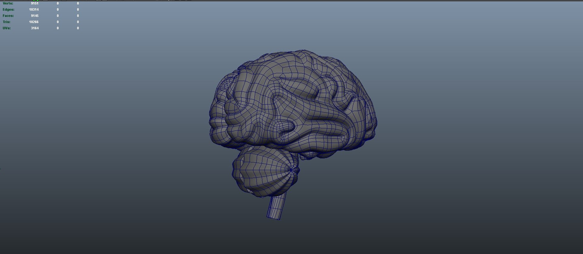 Brain Anatomy 3D Model - TurboSquid 2315464