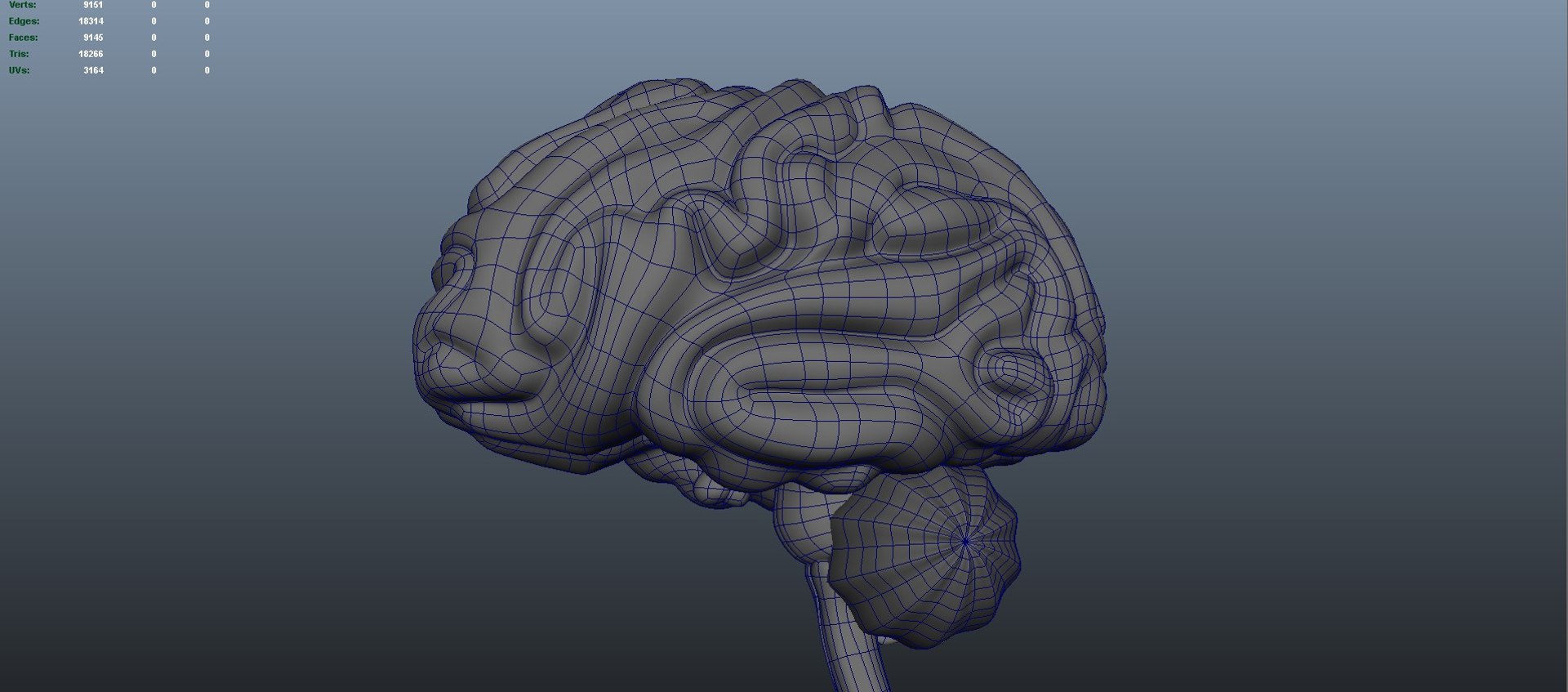 Brain Anatomy 3D Model - TurboSquid 2315464