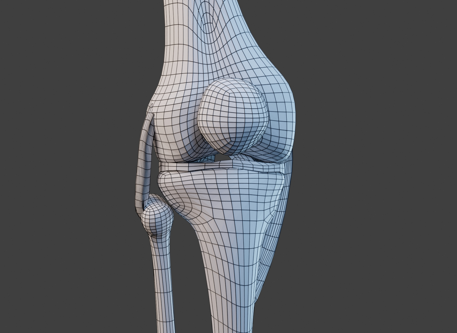 Knee Joint Ligaments 3D Model - TurboSquid 1951804