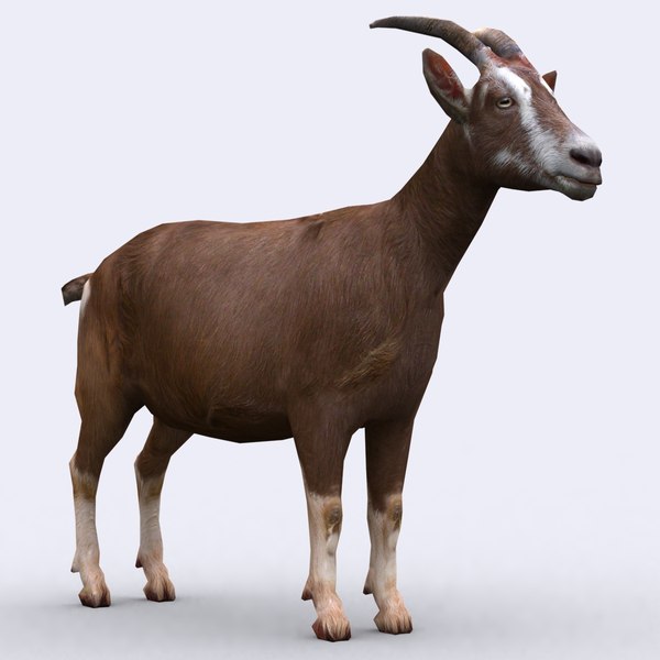 3D donkey mesh model - TurboSquid 1255392