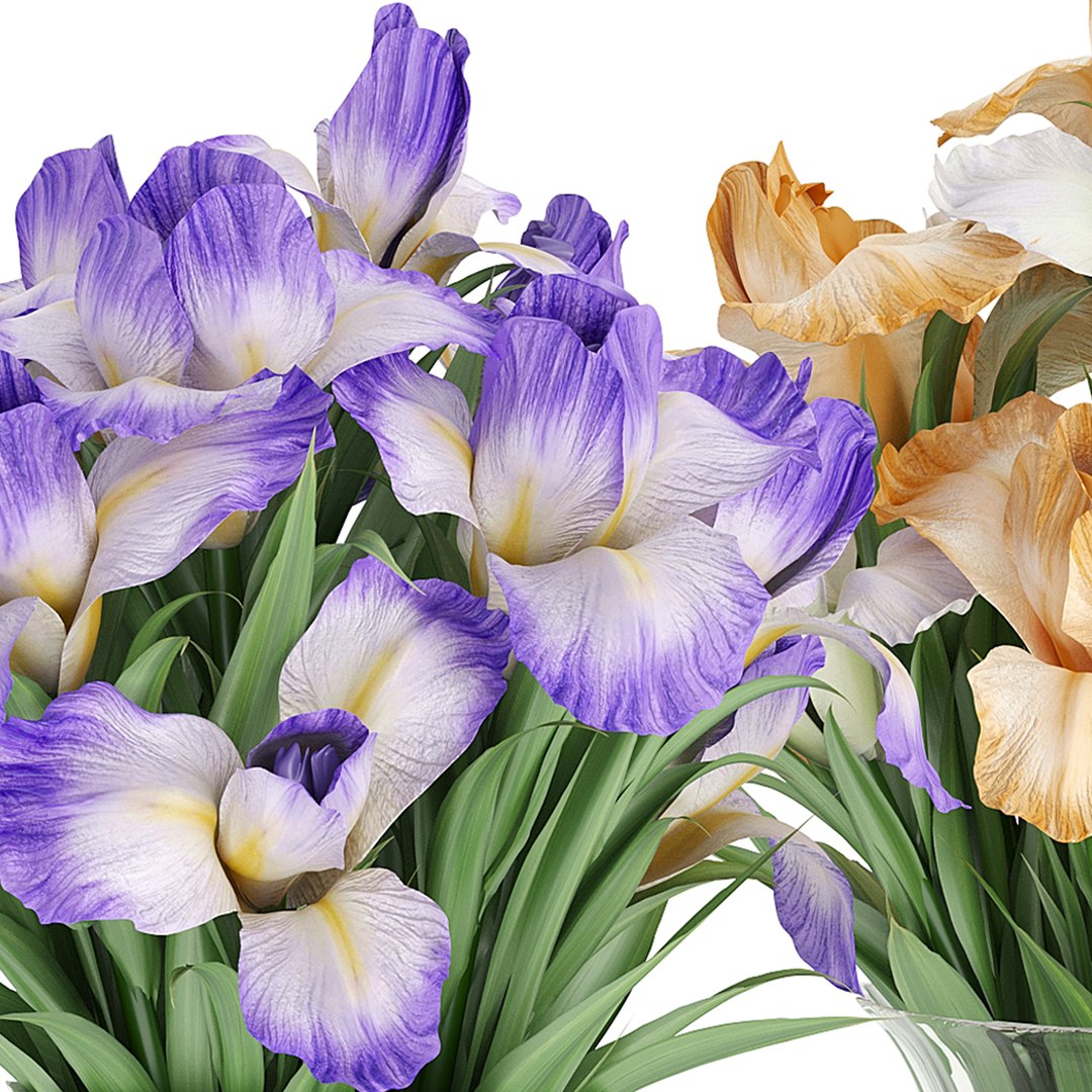 Flower Pack 249C 3D - TurboSquid 1897112