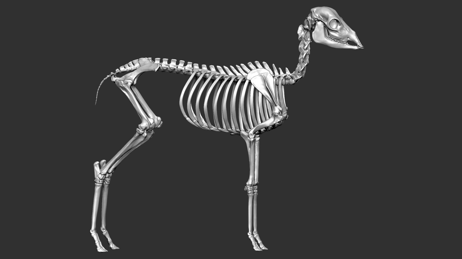 Goat VFX MUSCLE SIMULATION 3D model - TurboSquid 1886761