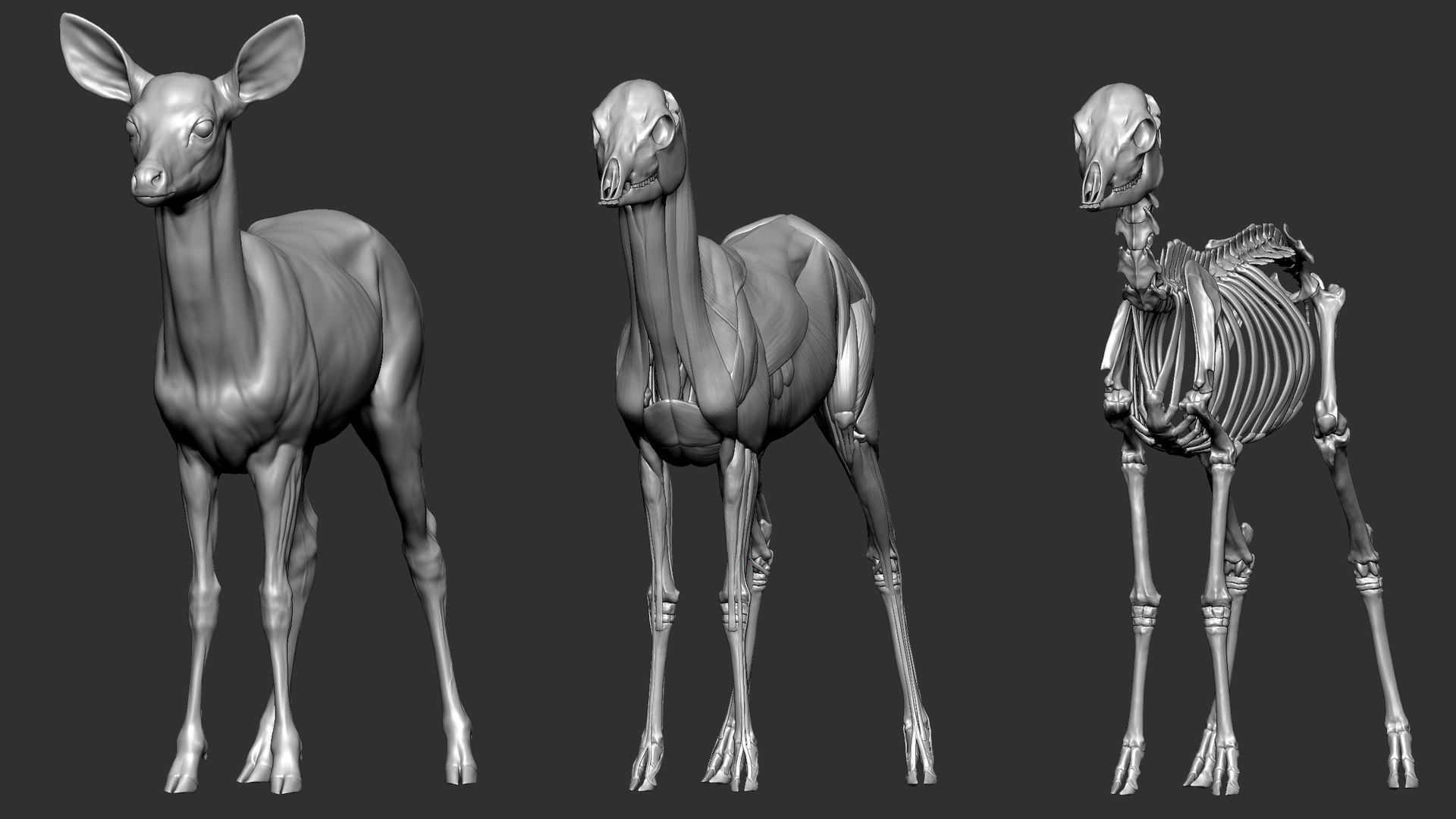 Goat VFX MUSCLE SIMULATION 3D model - TurboSquid 1886761