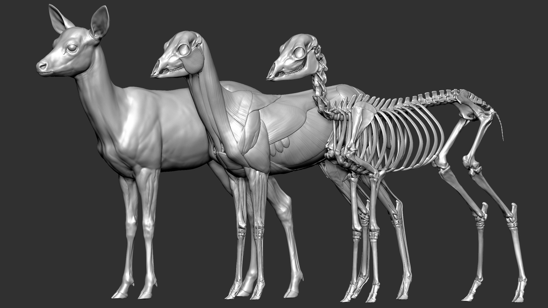 Goat VFX MUSCLE SIMULATION 3D model - TurboSquid 1886761