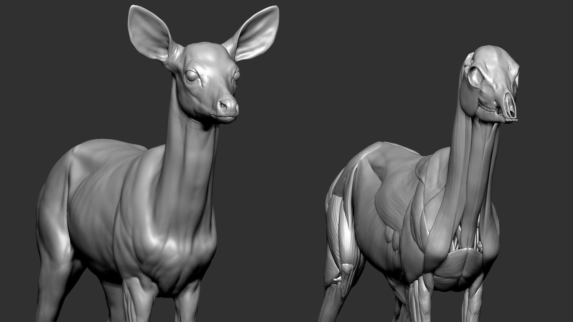 Goat VFX MUSCLE SIMULATION 3D model - TurboSquid 1886761