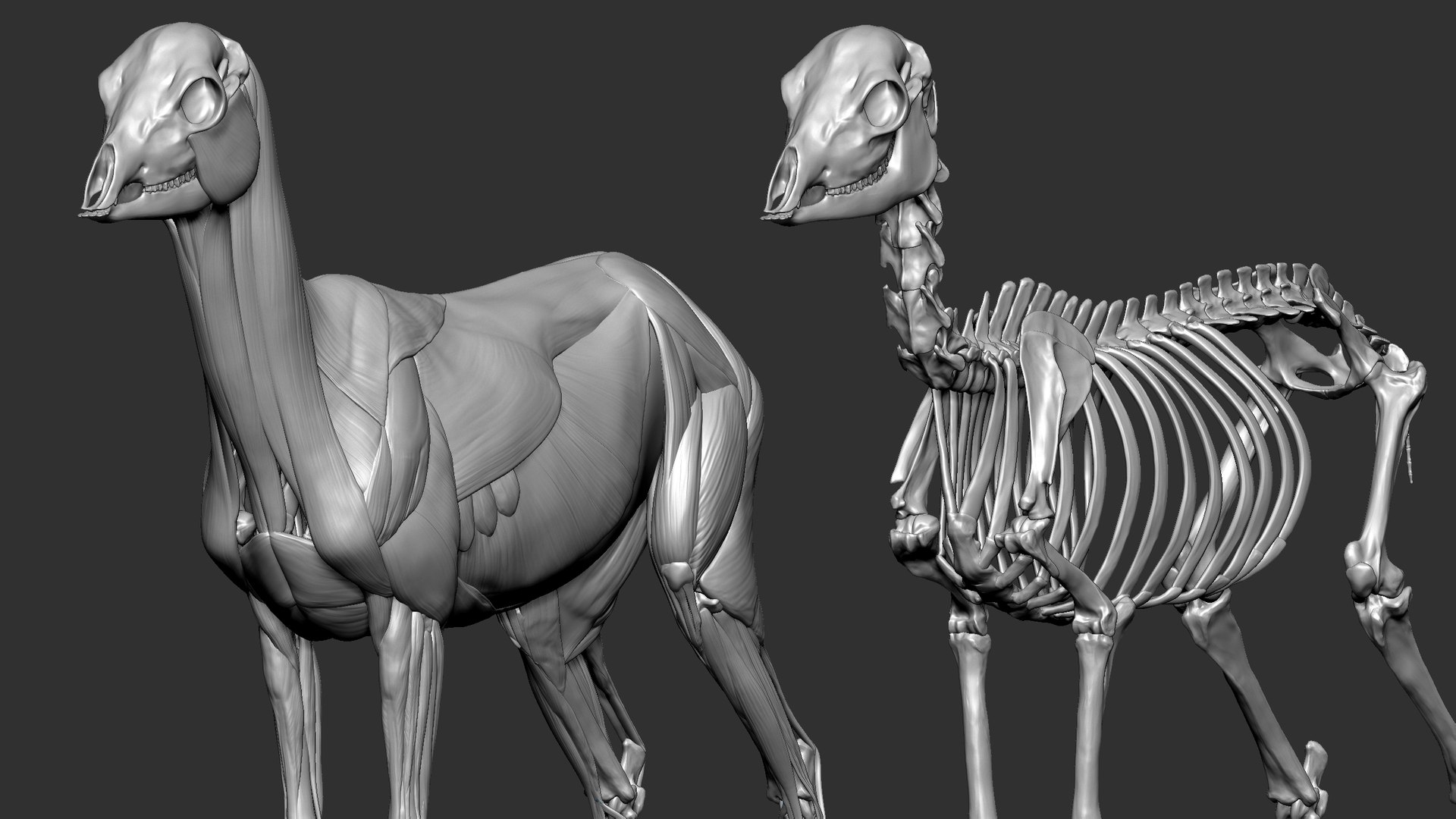 Goat VFX MUSCLE SIMULATION 3D model - TurboSquid 1886761