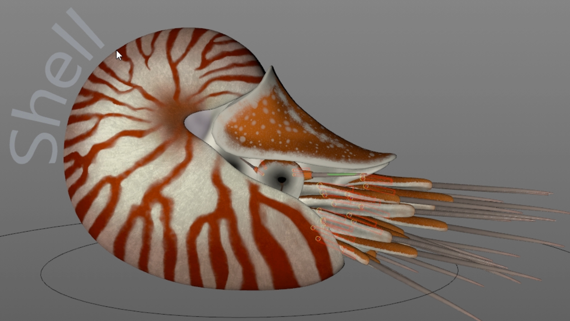 3D Nautilus Belauensis - TurboSquid 1343611
