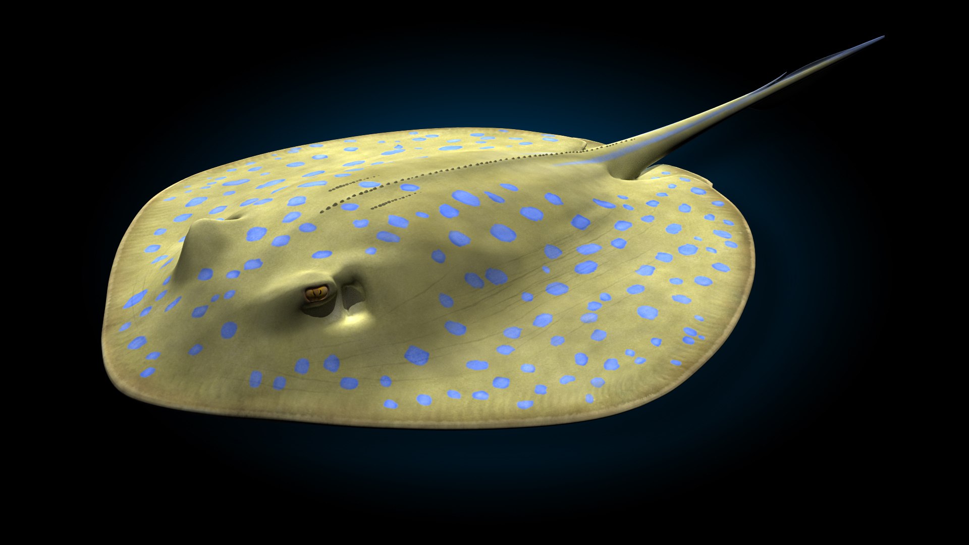 Realistic Bluespotted Stingray 3d Model