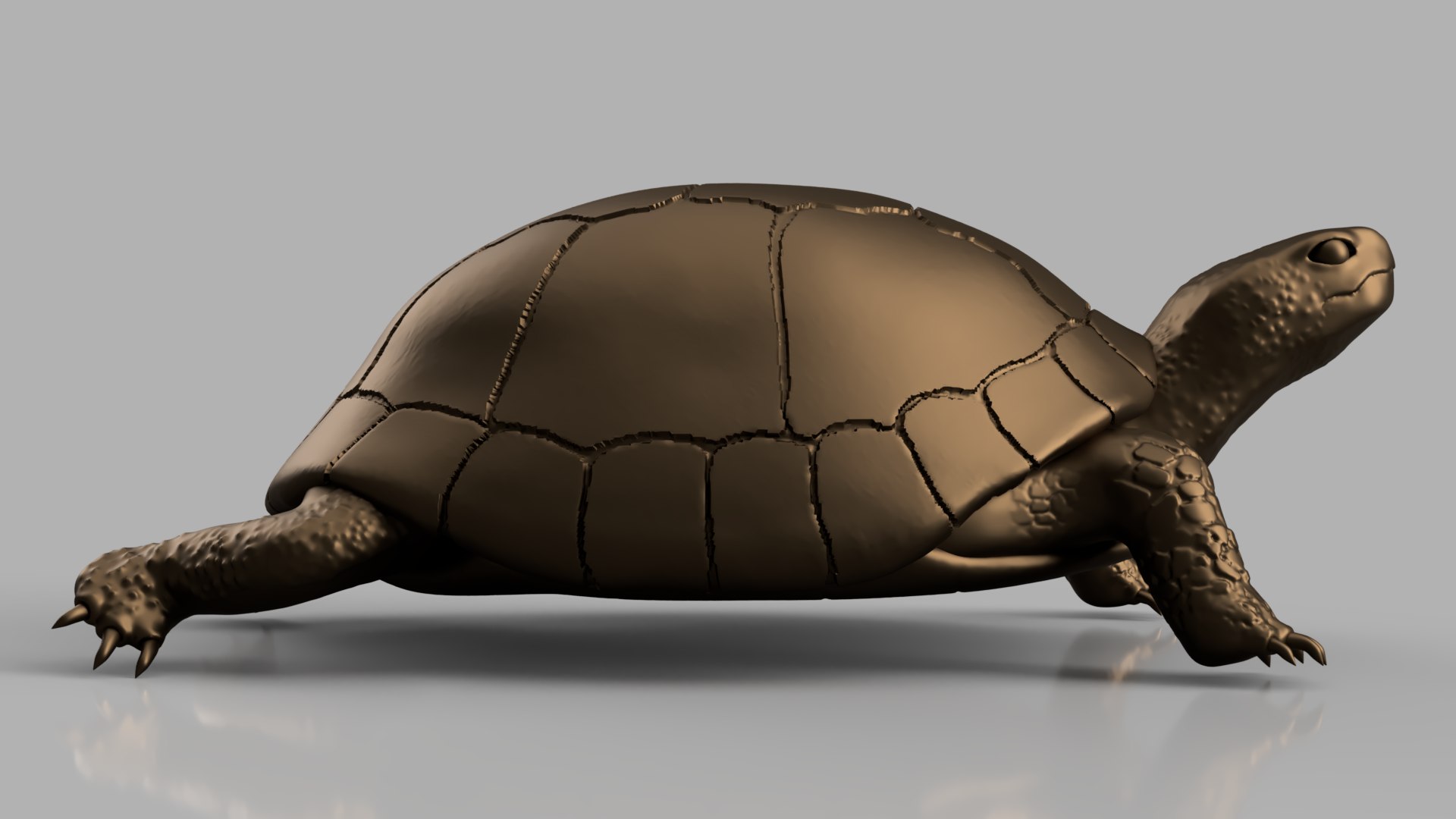 Turtle 3D Model - TurboSquid 2270904