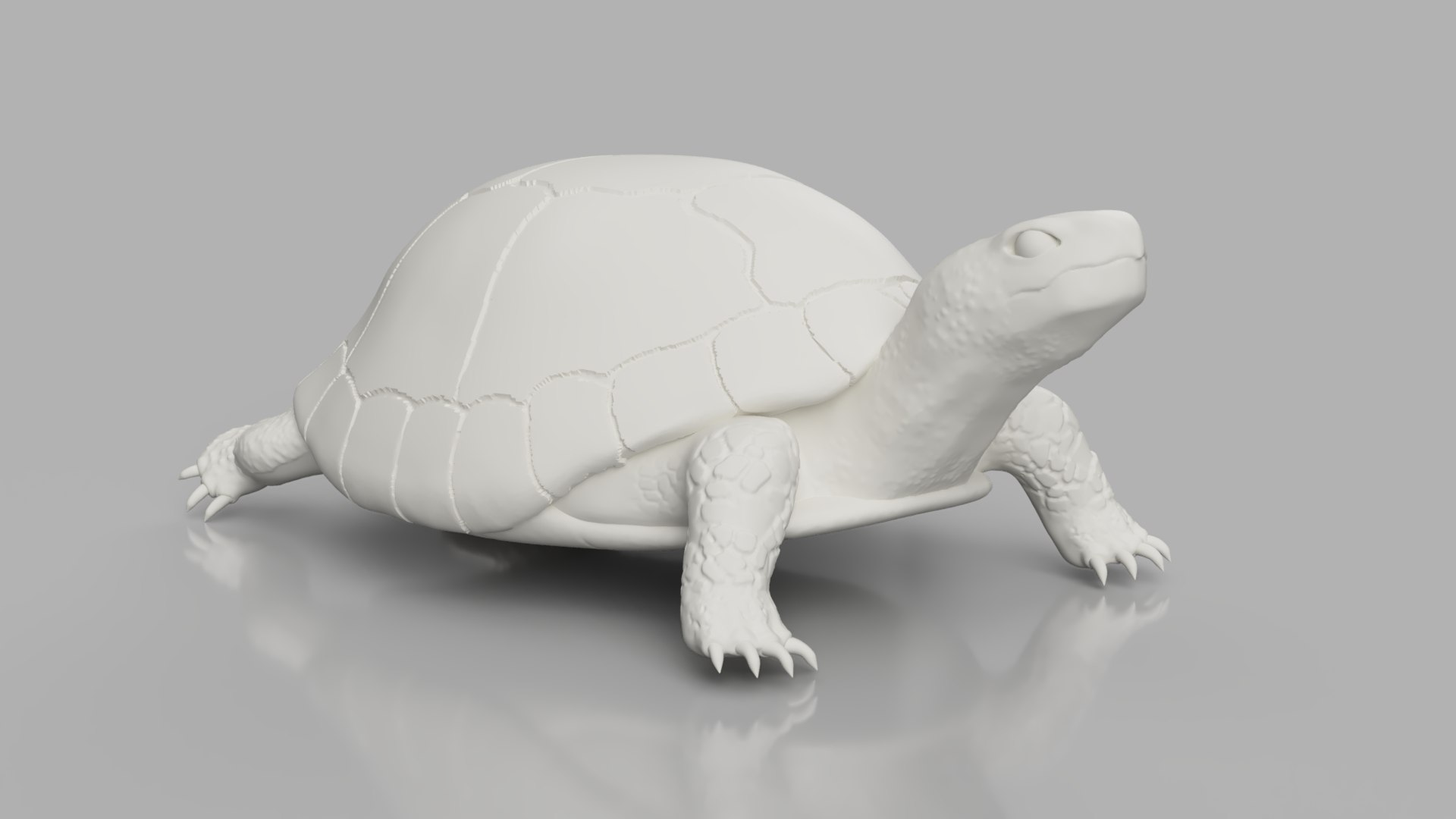 Turtle 3D Model - TurboSquid 2270904