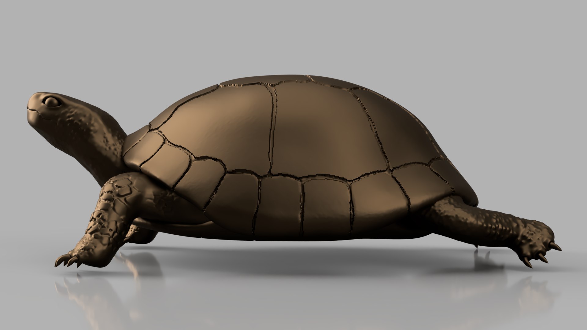 Turtle 3D Model - TurboSquid 2270904