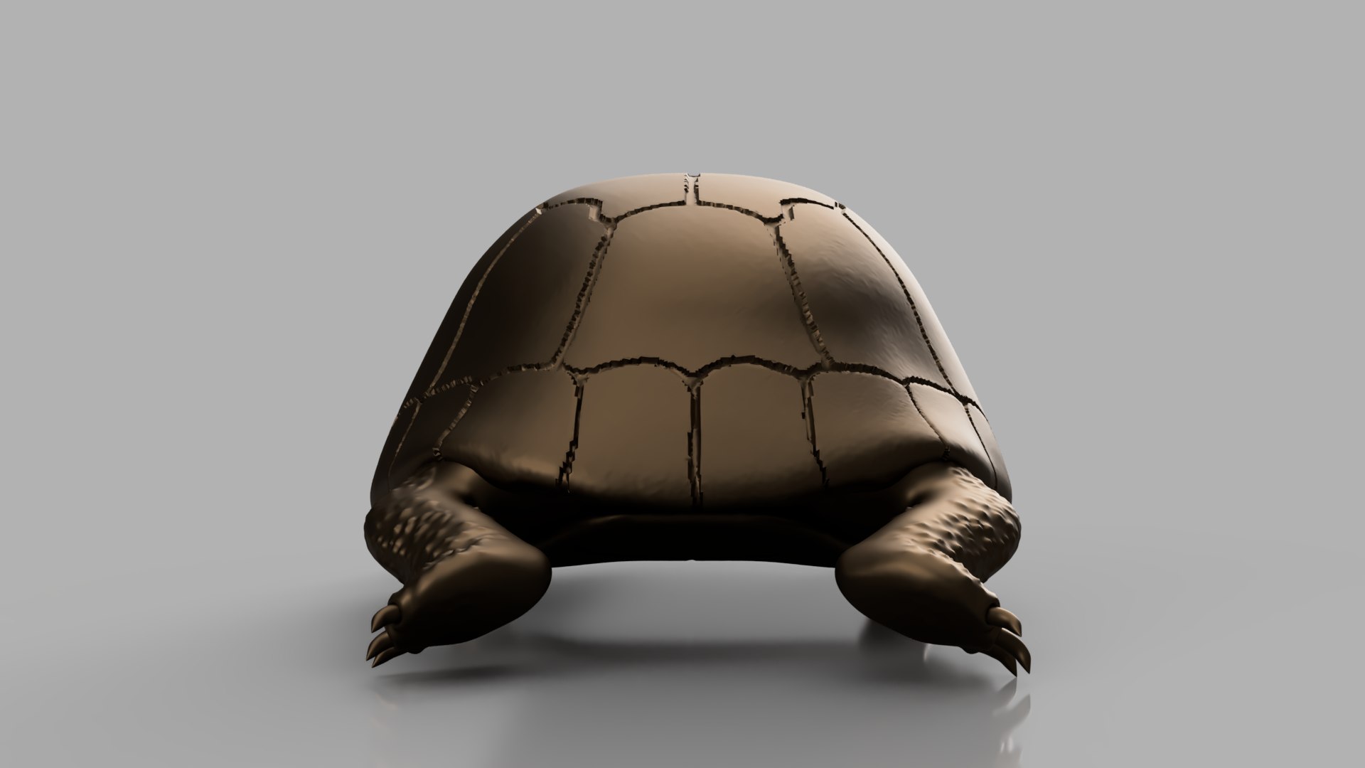 Turtle 3D Model - TurboSquid 2270904