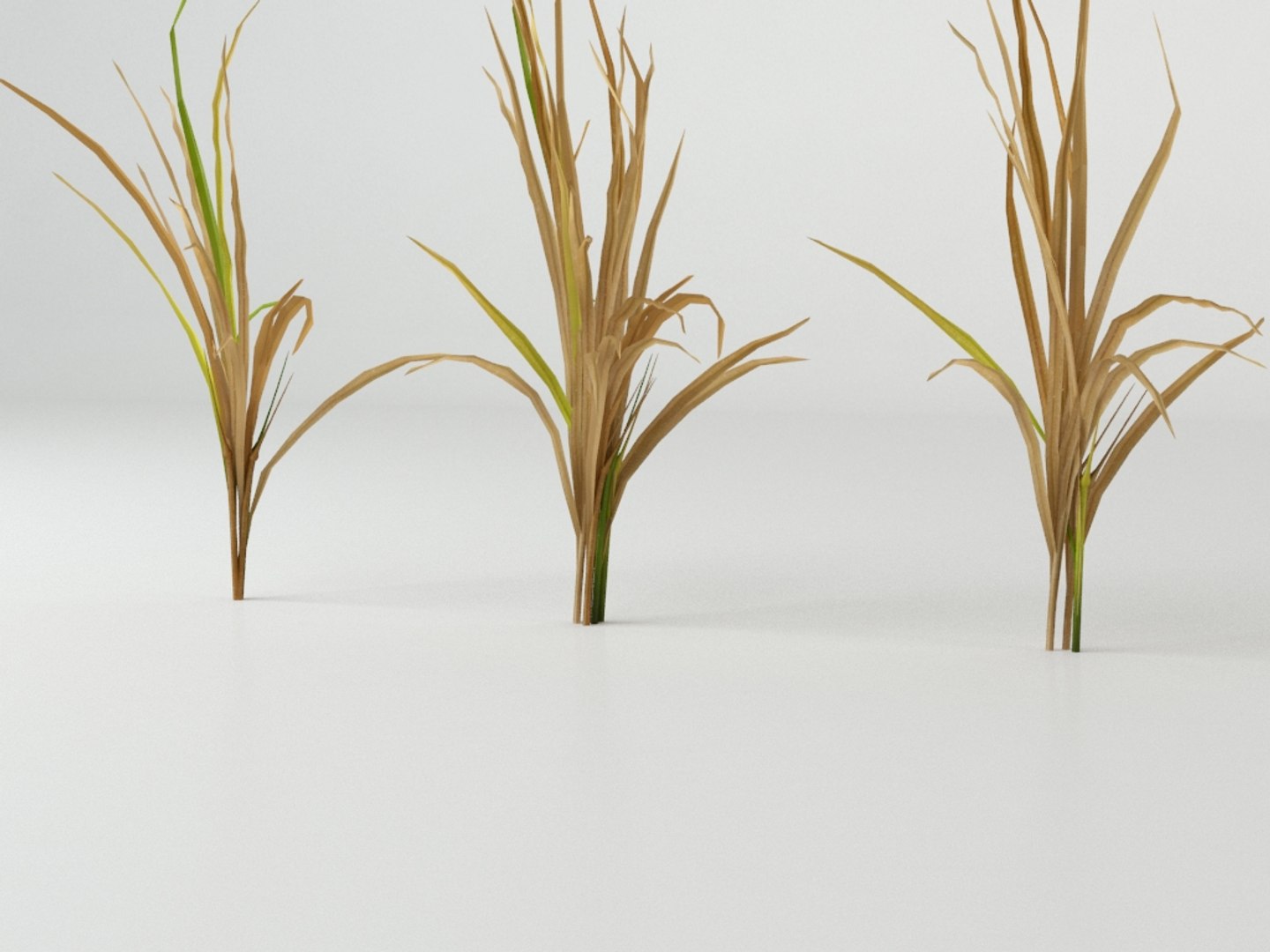 max grass plants