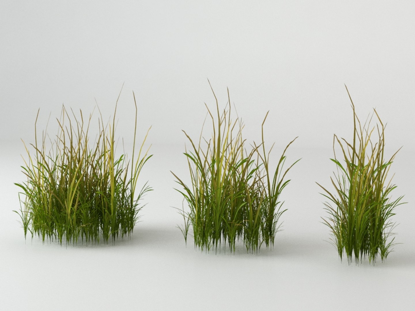 max grass plants