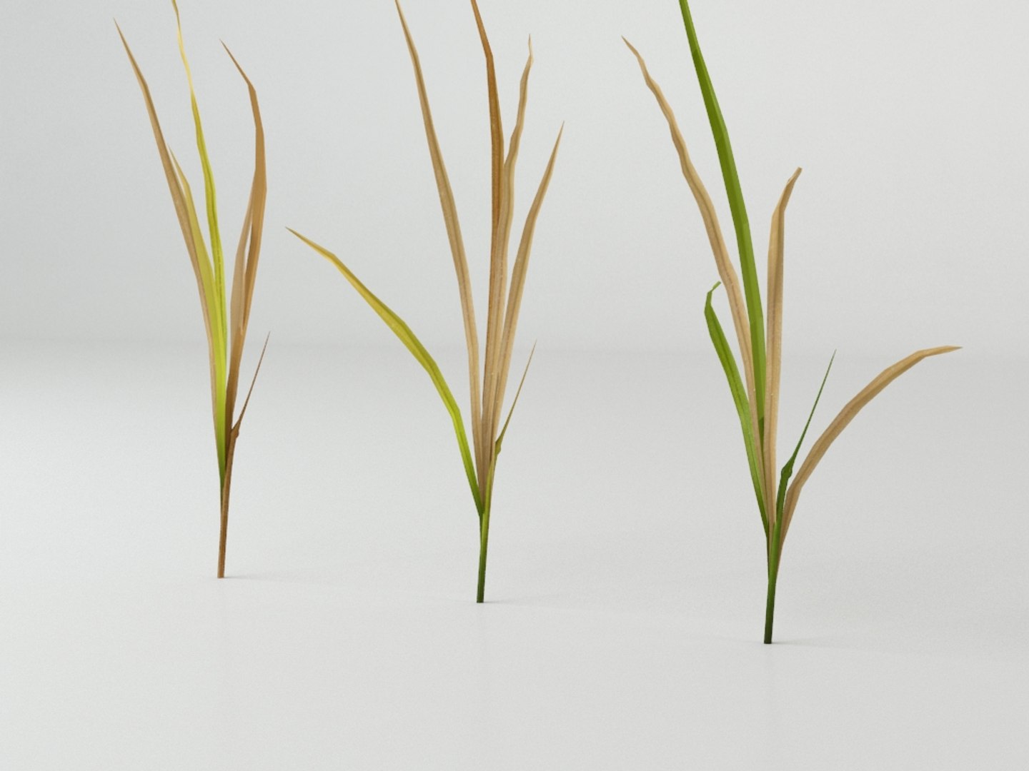 max grass plants