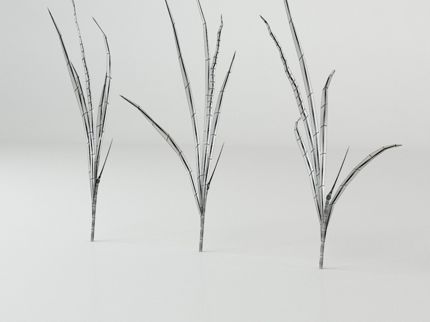 max grass plants