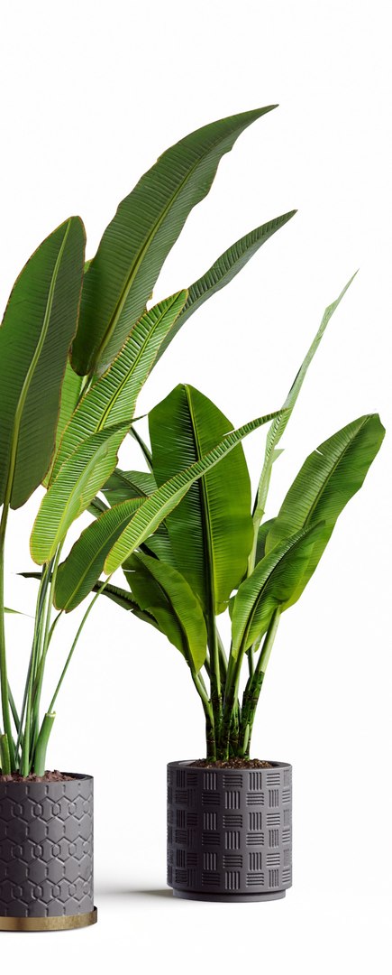 3D banana tree set model - TurboSquid 1491127