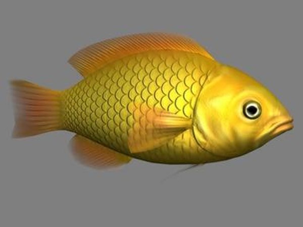 fish goldfish 3d model