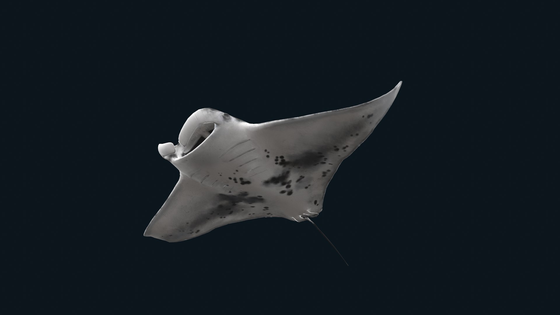 쥐가오리 3D 모델 - TurboSquid 1869180