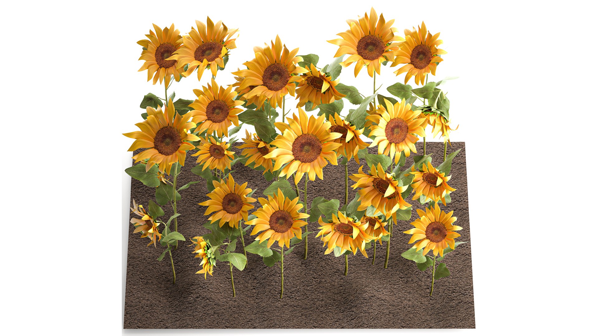 3D Sunflower Field - TurboSquid 1764650