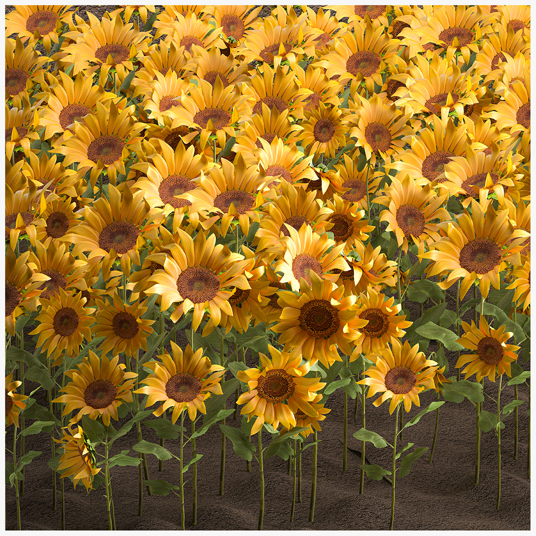 3D Sunflower field - TurboSquid 1764650