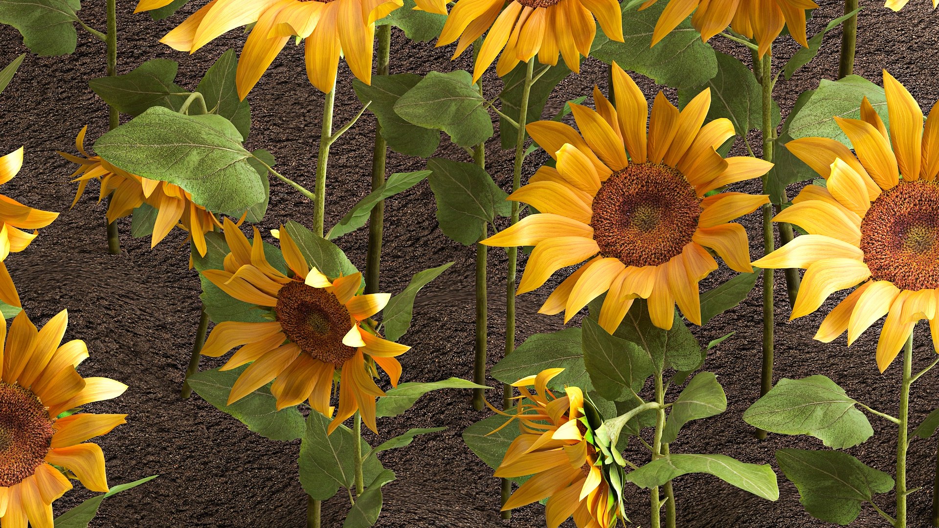 3D Sunflower Field - TurboSquid 1764650