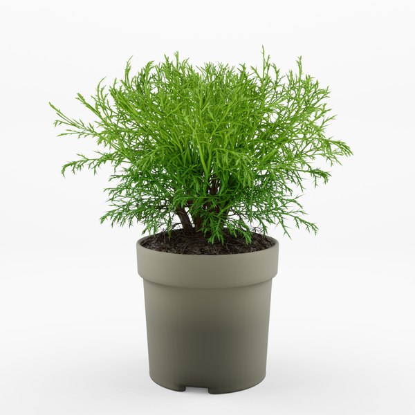 Arborvitae 3D Models for Download | TurboSquid