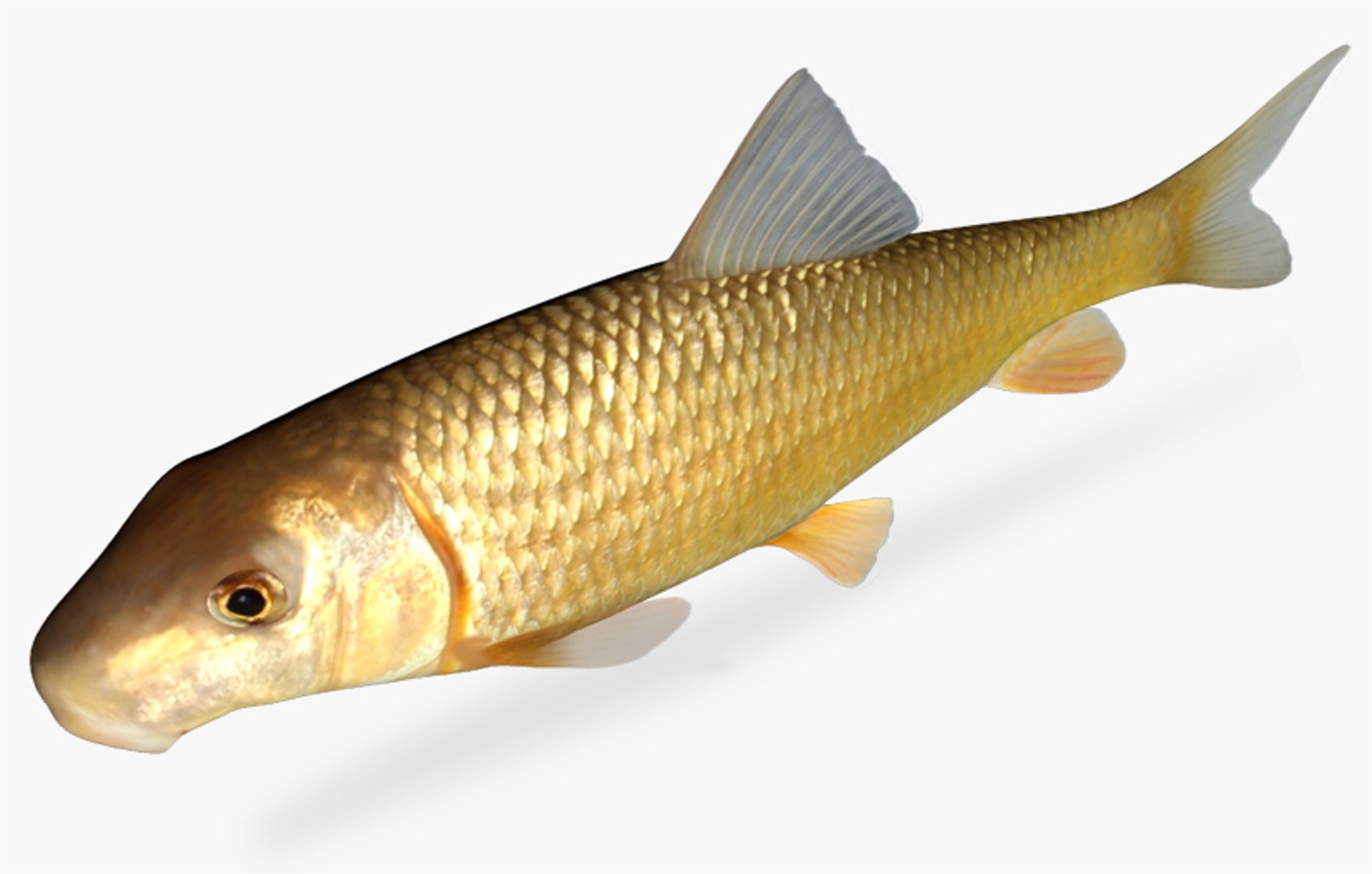 3d moxostoma erythrurum golden redhorse