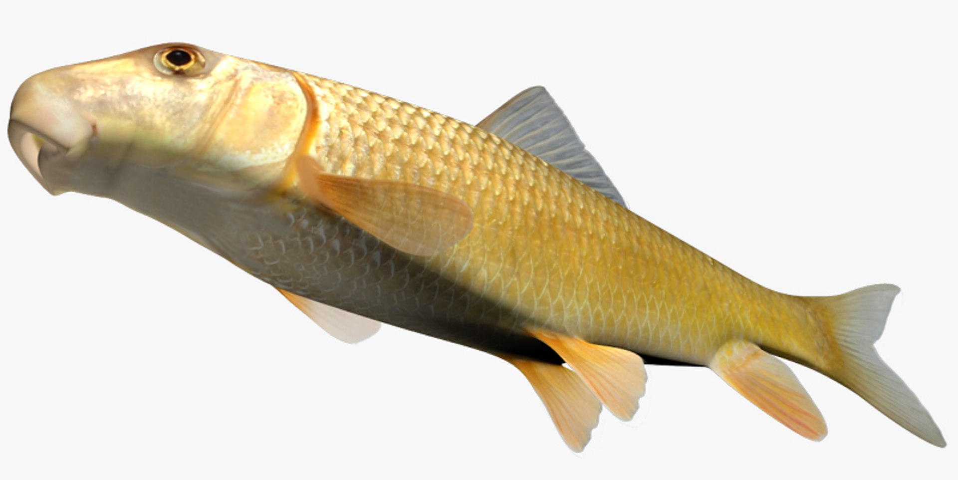 3d moxostoma erythrurum golden redhorse