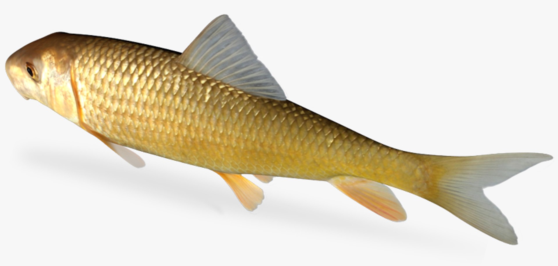 3d moxostoma erythrurum golden redhorse