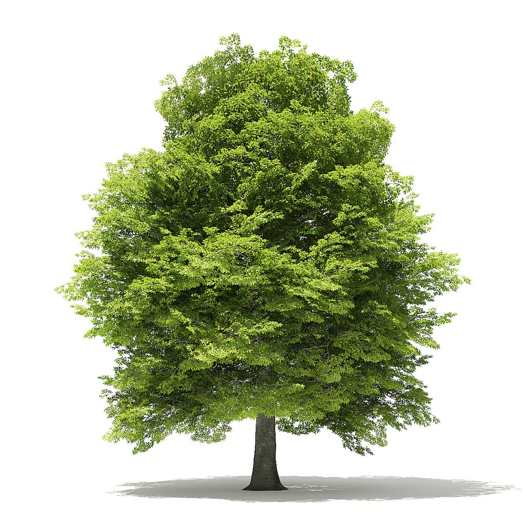 3D american beech 13m model - TurboSquid 1349829