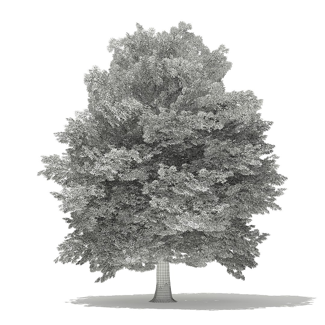 3D american beech 13m model - TurboSquid 1349829