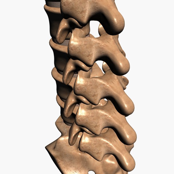 3d spine model