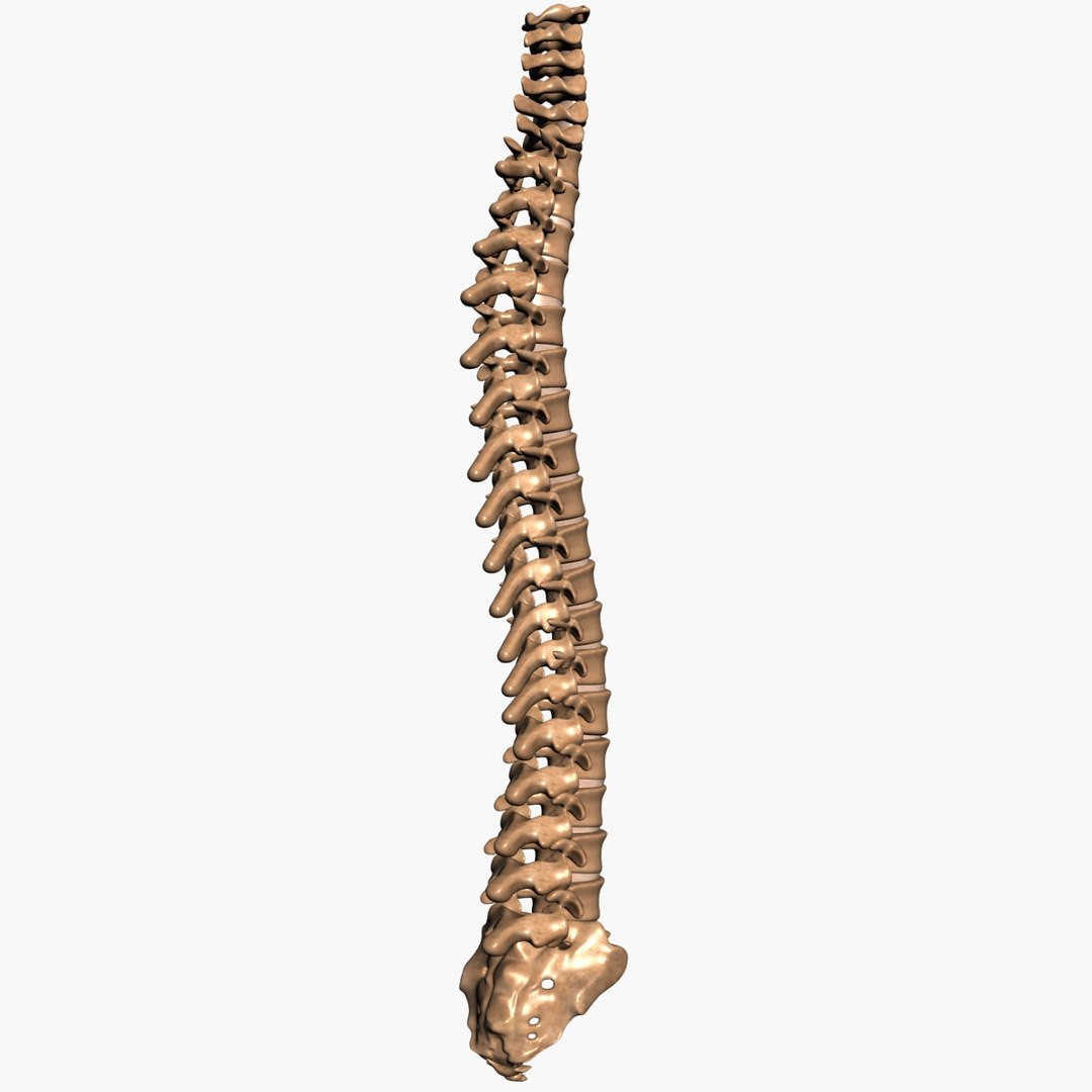 3d Spine Model