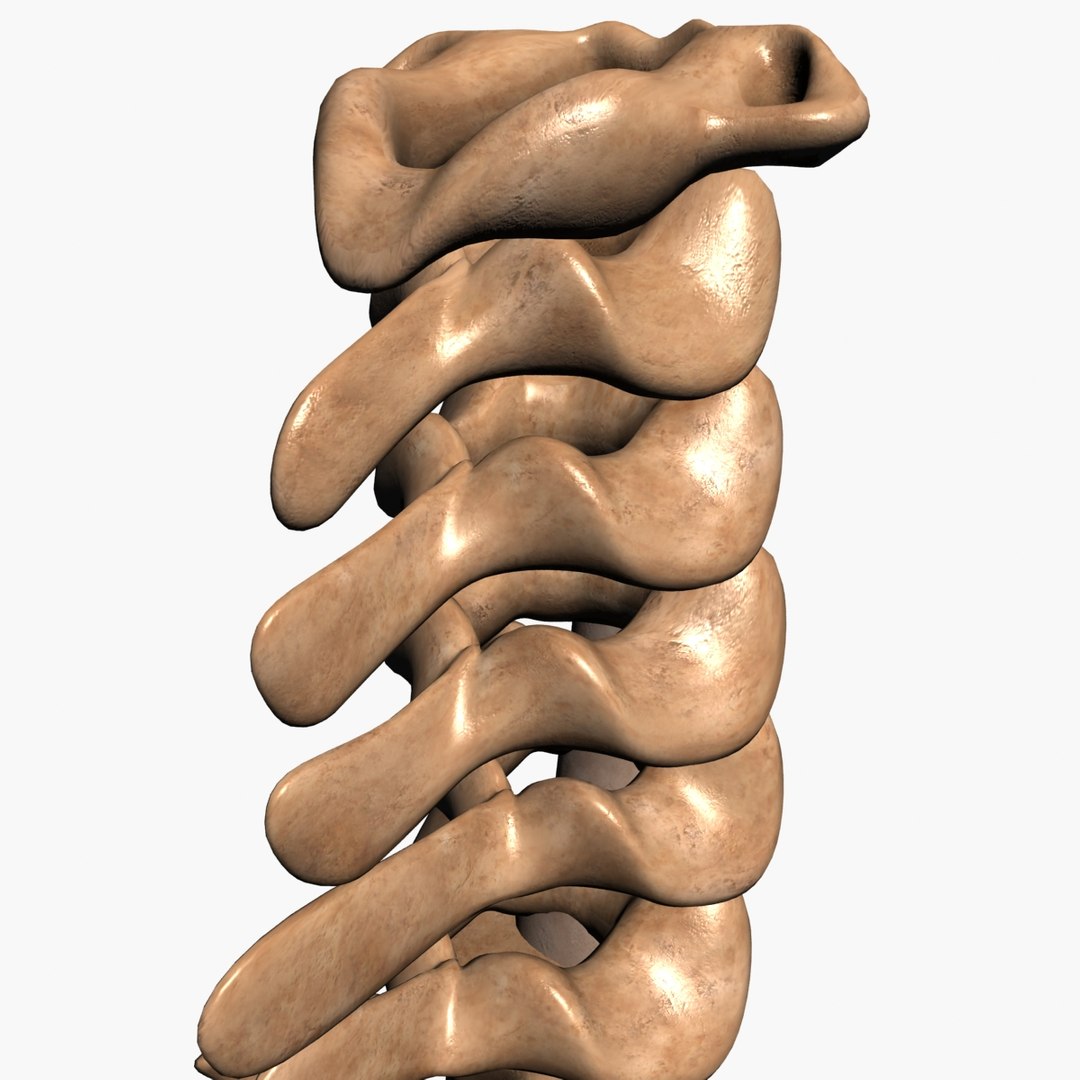 3d Spine Model