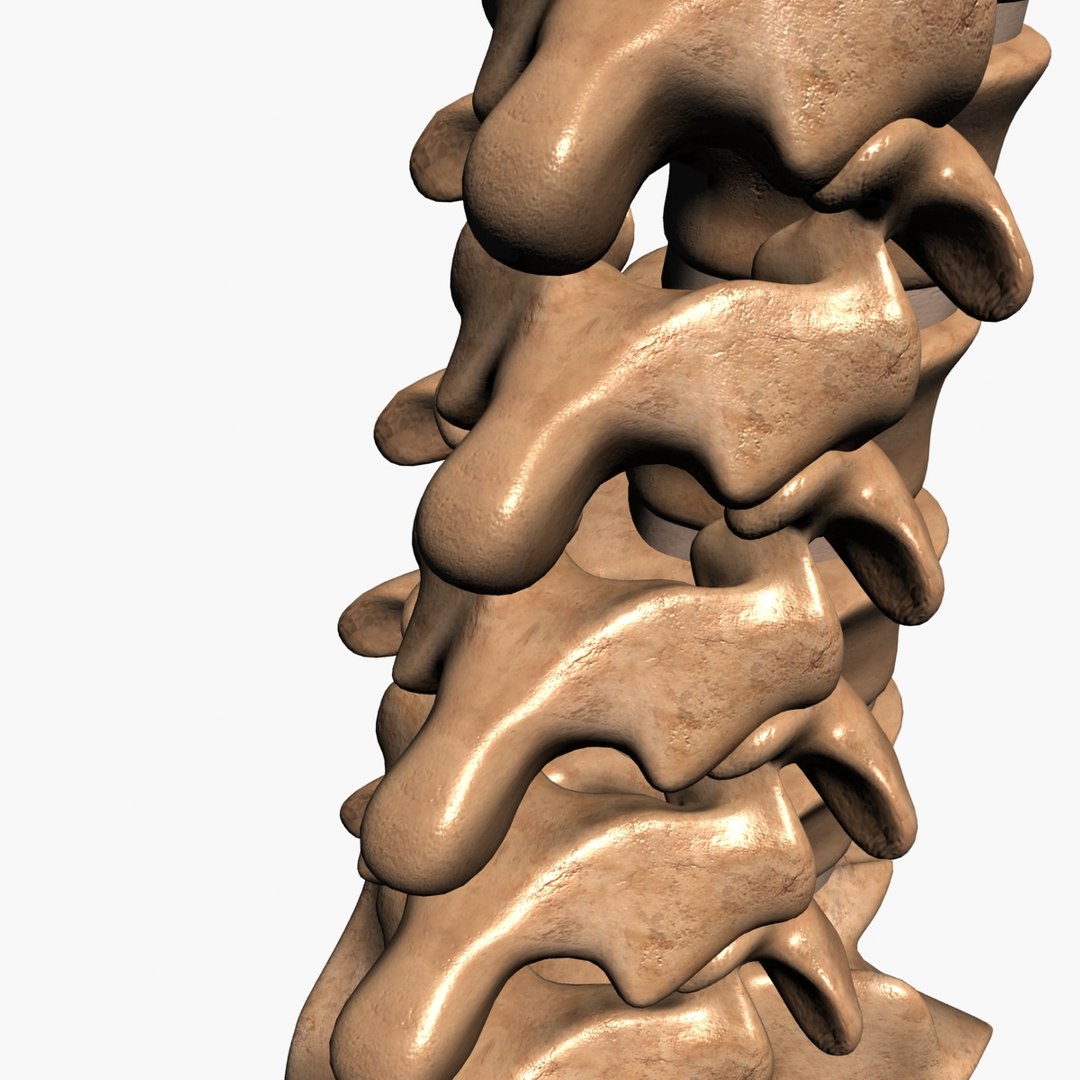 3d Spine Model