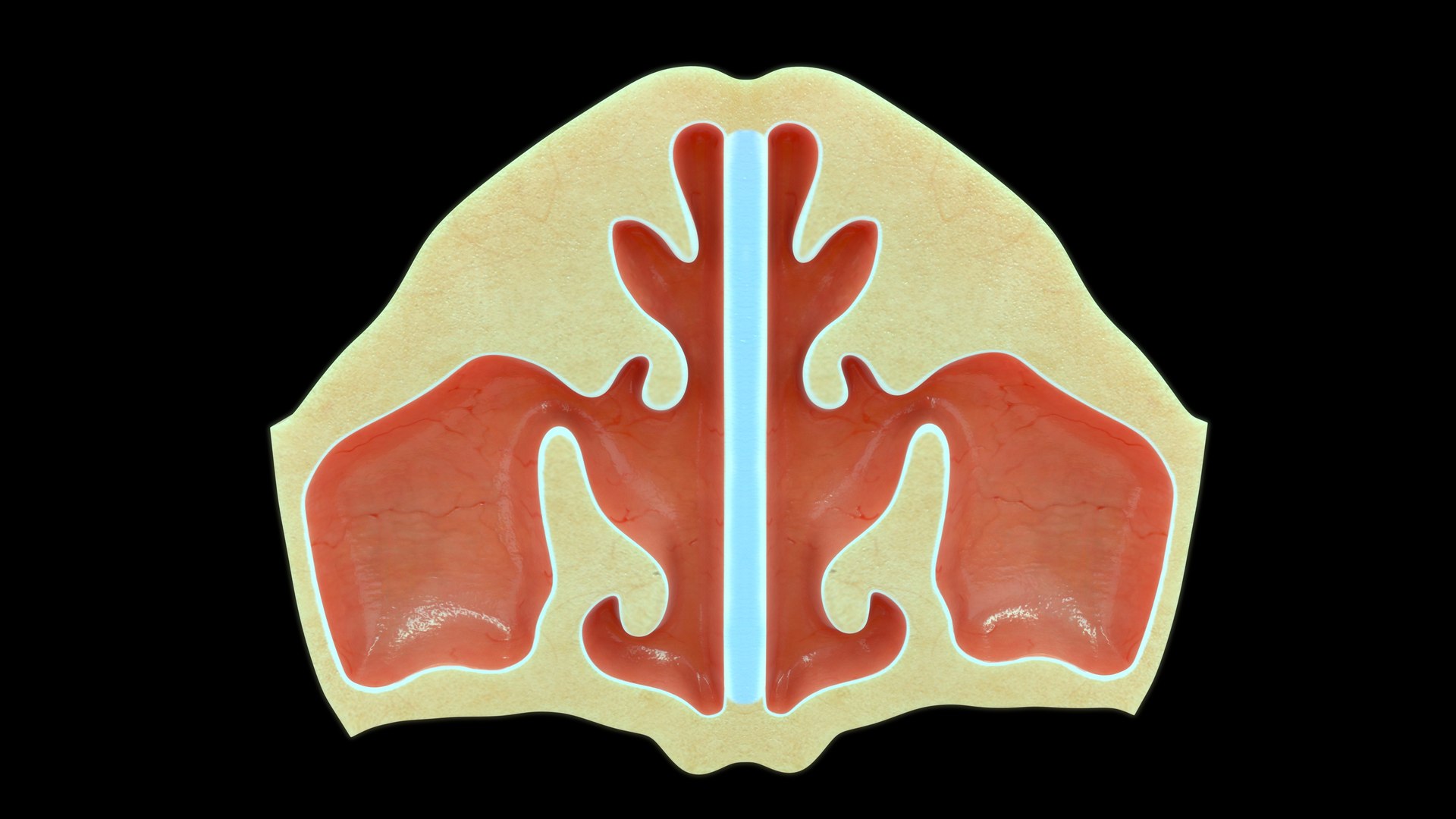 3D Nasal Cavity Transverse Section Model - TurboSquid 2188021