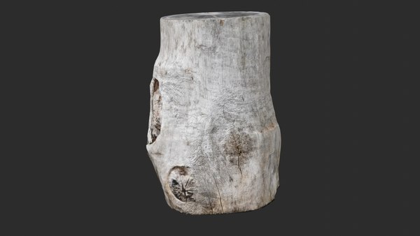 3D Trunk Cut - TurboSquid 1786329