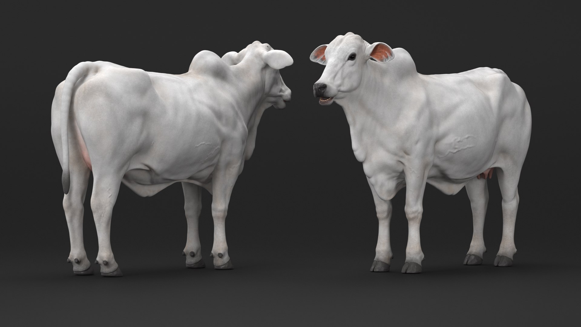 3D Ongole Cattle Female - TurboSquid 2316280