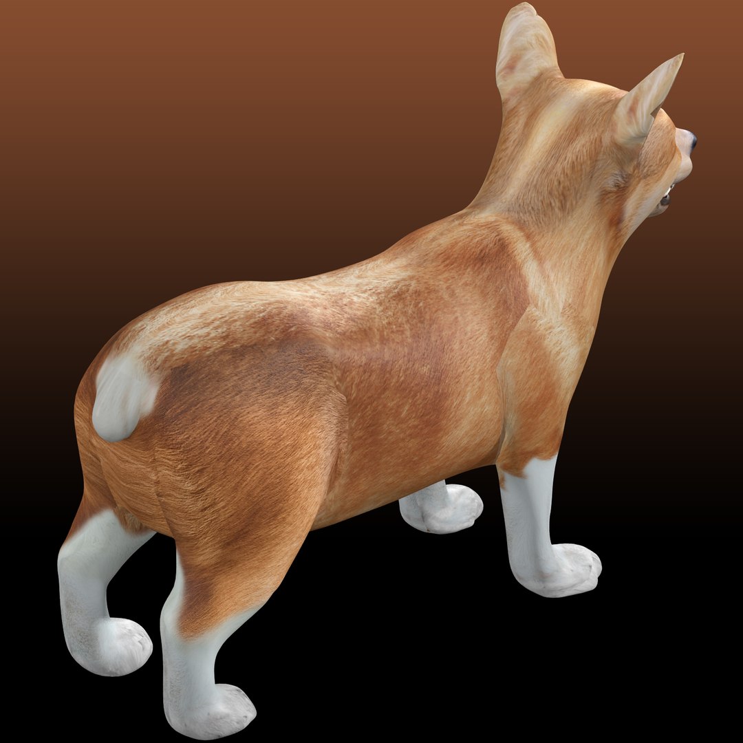 Corgi - Dog 3D Model - TurboSquid 2087969