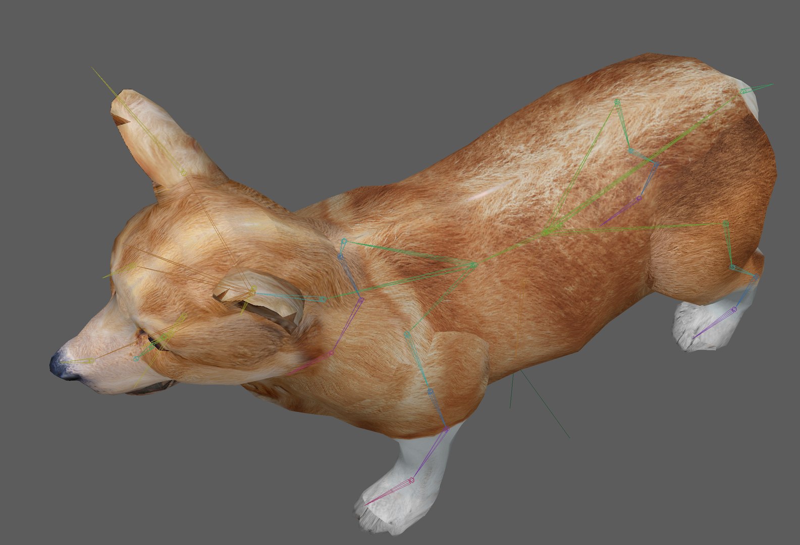 Corgi - Dog 3D Model - TurboSquid 2087969