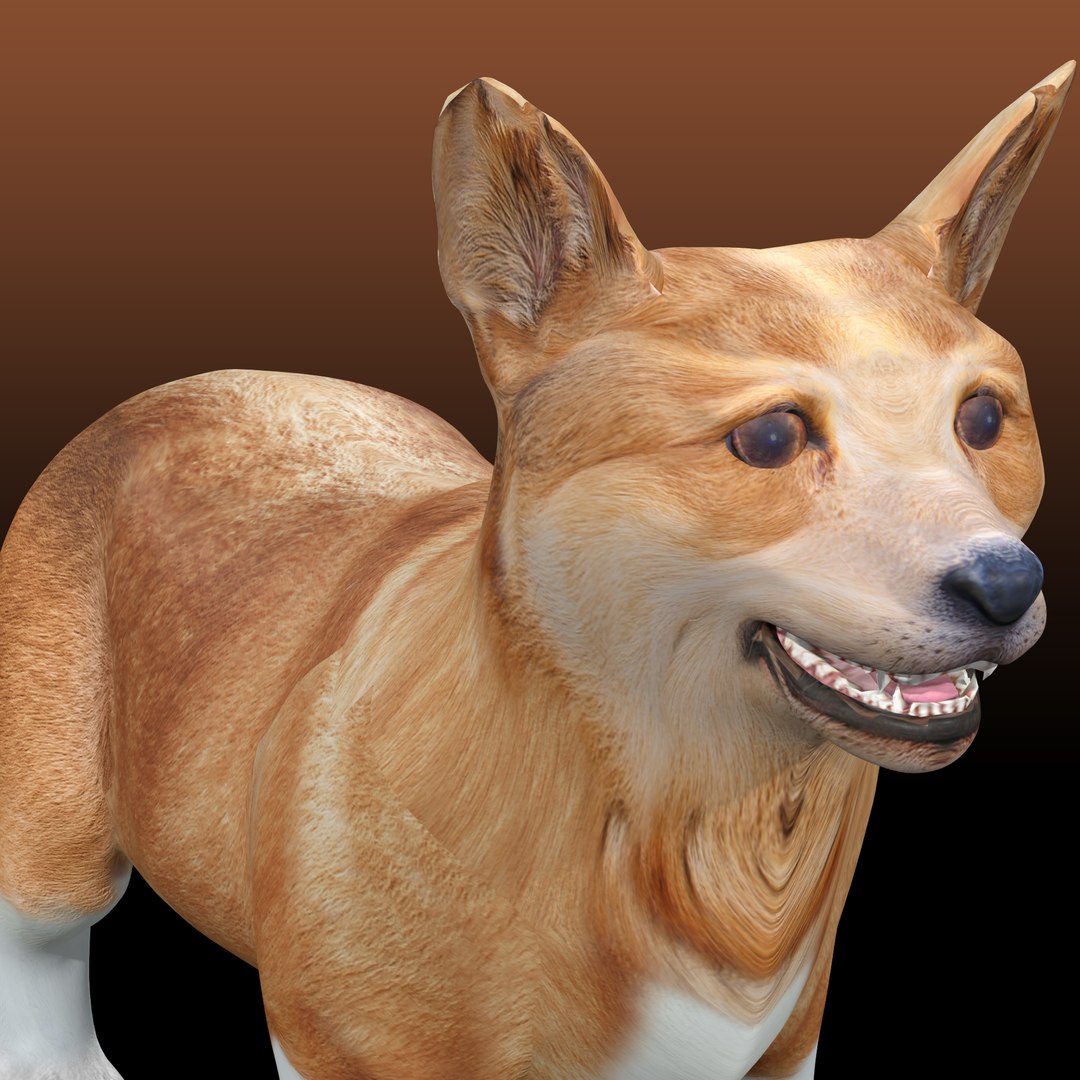Corgi - Dog 3D Model - TurboSquid 2087969
