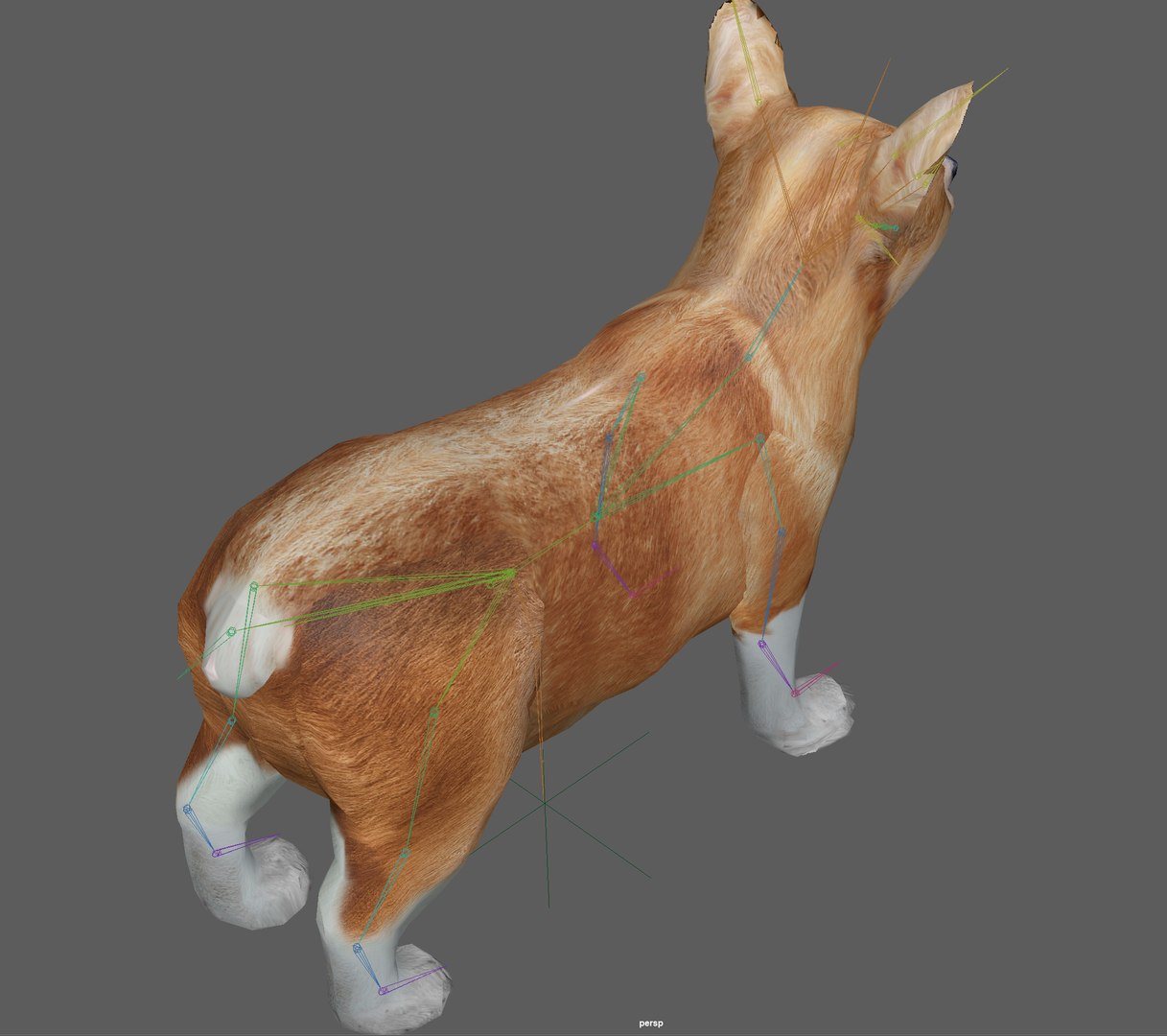 Corgi - Dog 3D Model - TurboSquid 2087969