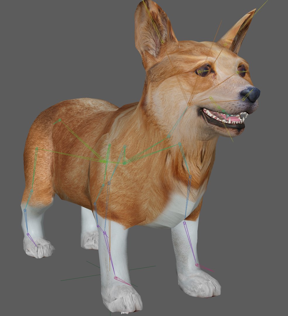 Corgi - Dog 3D Model - TurboSquid 2087969