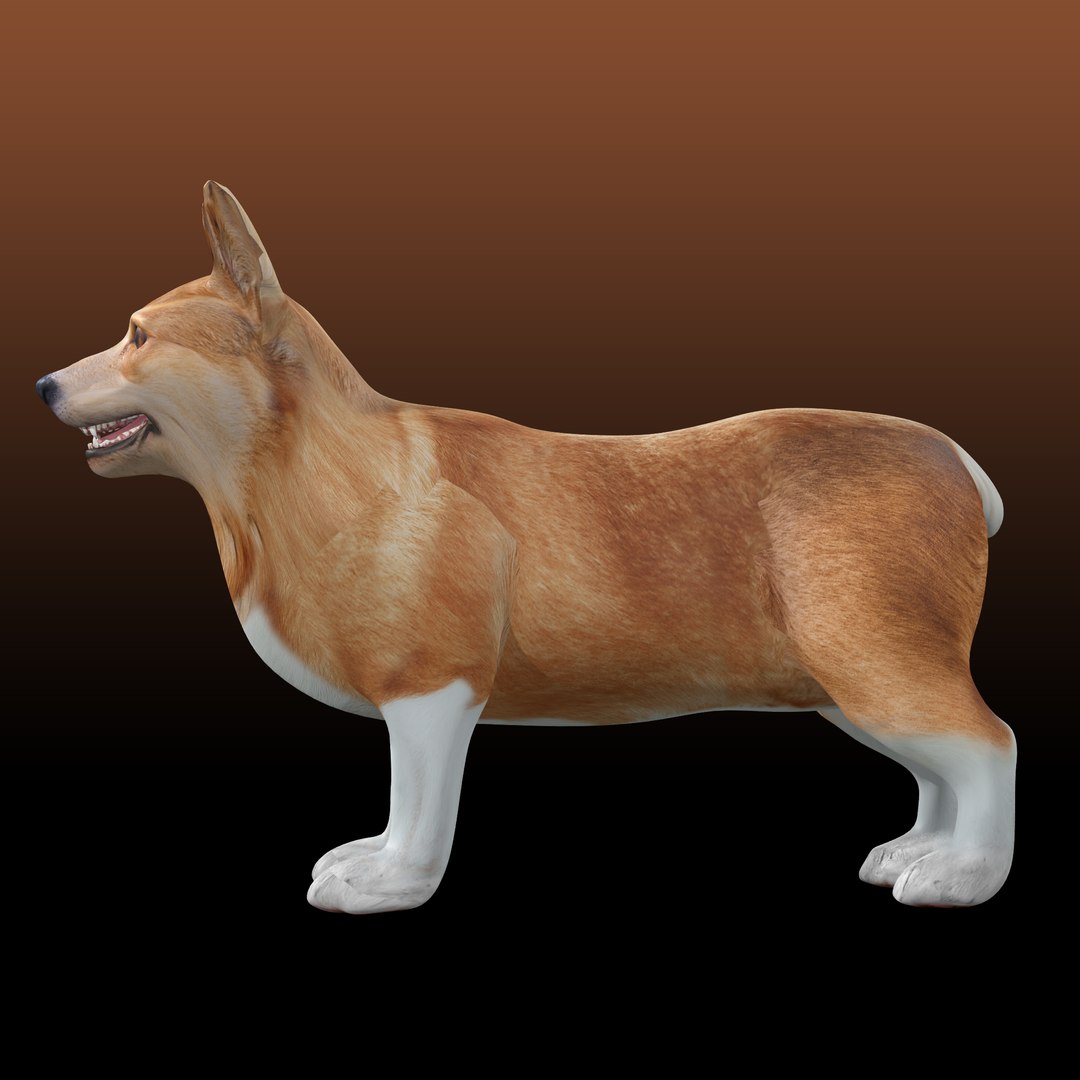 Corgi - Dog 3D Model - TurboSquid 2087969