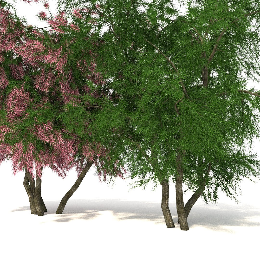 Tamarix Shrubs Trees 3D Model - TurboSquid 1275389